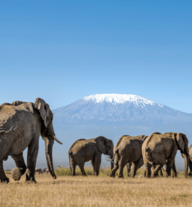 African Savannah Holidays